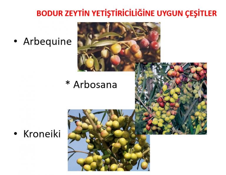 Bodur Zeytin Yetiştiriciliği Hakkında Bilgiler BETA Fidancılık